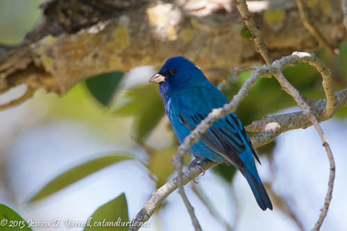 Central Florida Backyard Bird Identification