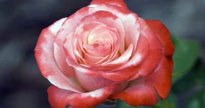 Backyard Roses Identification and Growing Tips