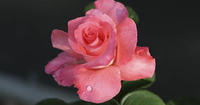 Backyard Roses Identification and Growing Tips