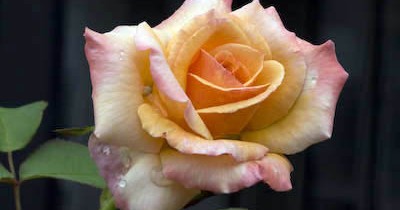 Backyard Roses Identification and Growing Tips