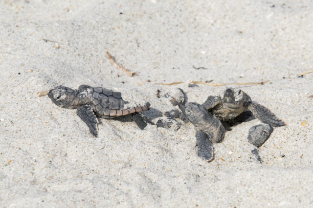 Loggerhead Turtle Hatchling Emergence! - catandturtle